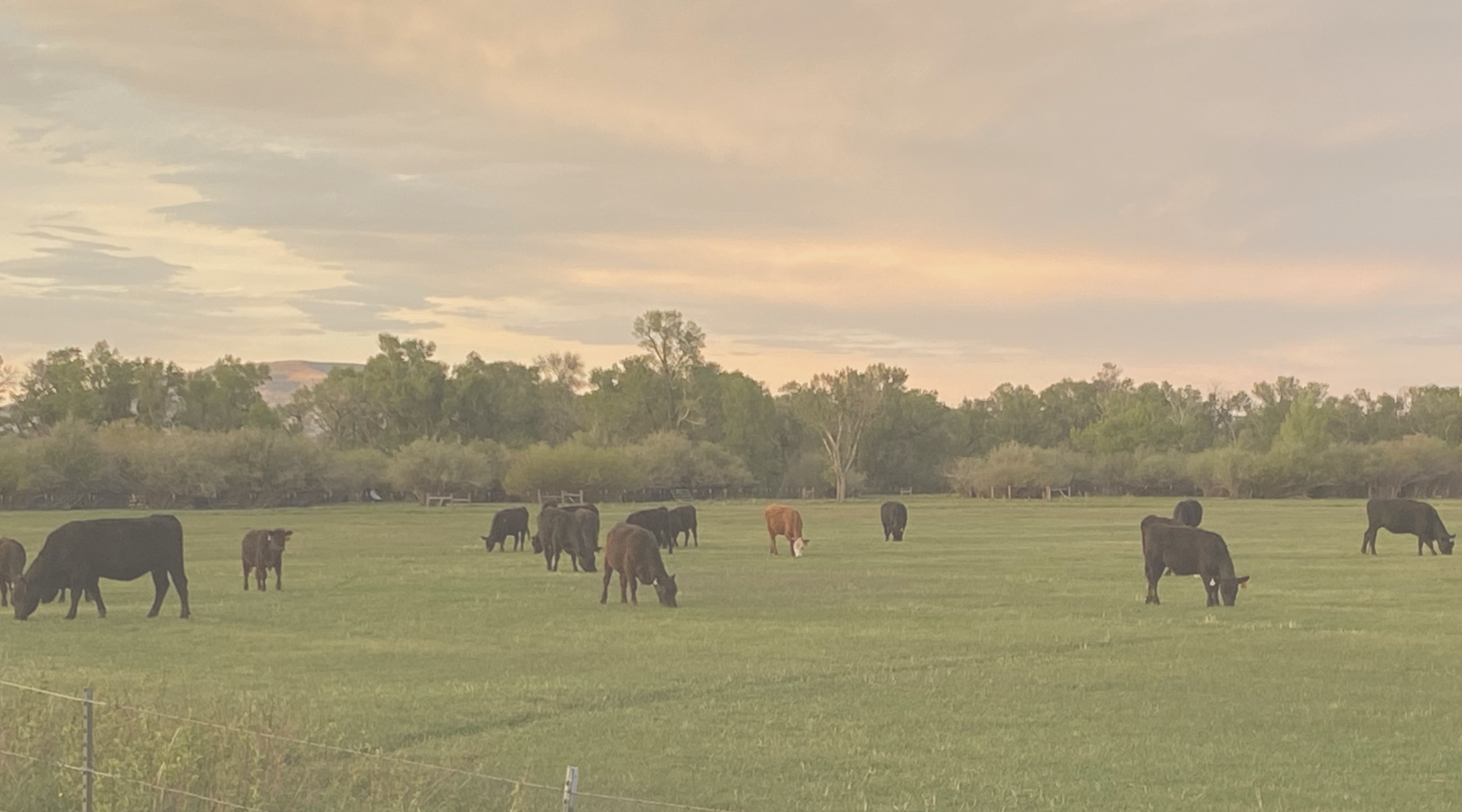 Beck Ranch Premium Beef